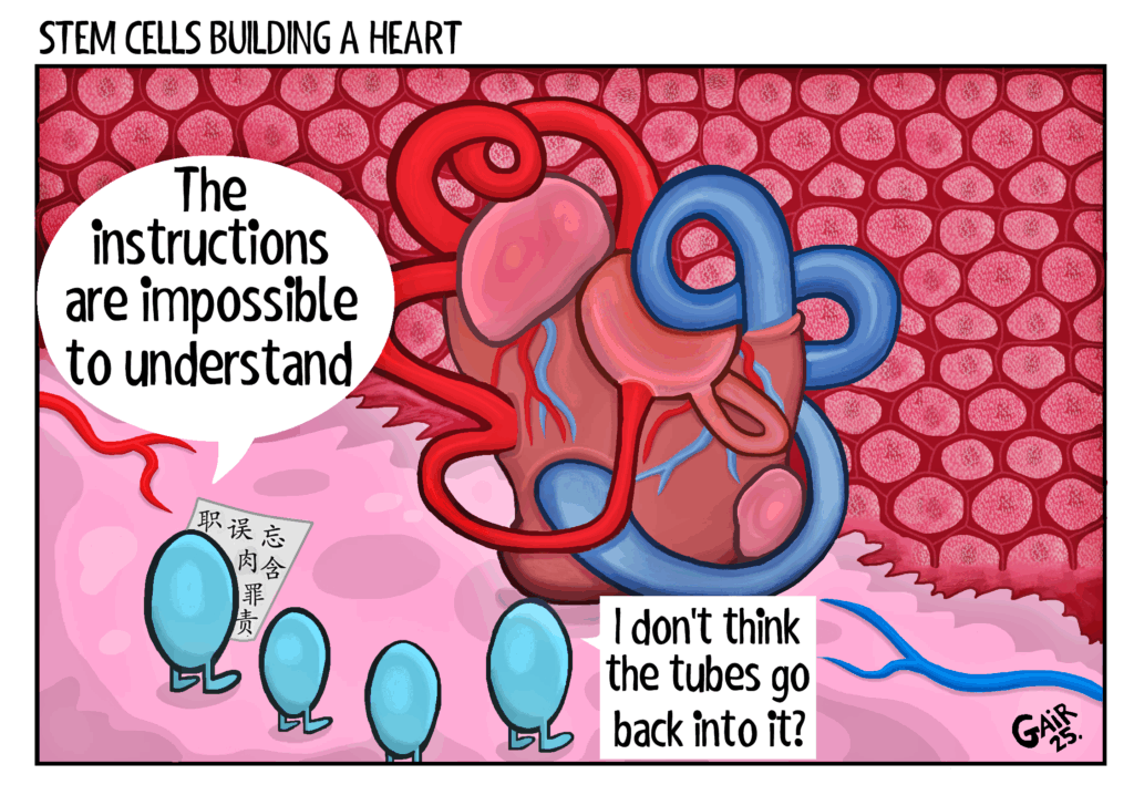 Heart Build - The Islands Grapevine